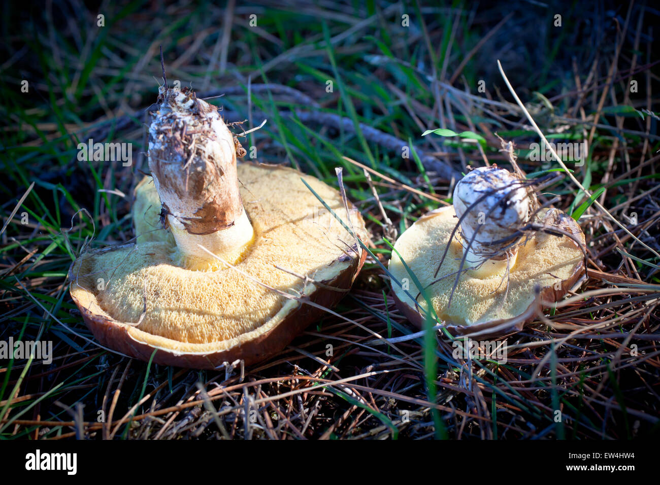 Sticky bolete hi-res stock photography and images - Alamy