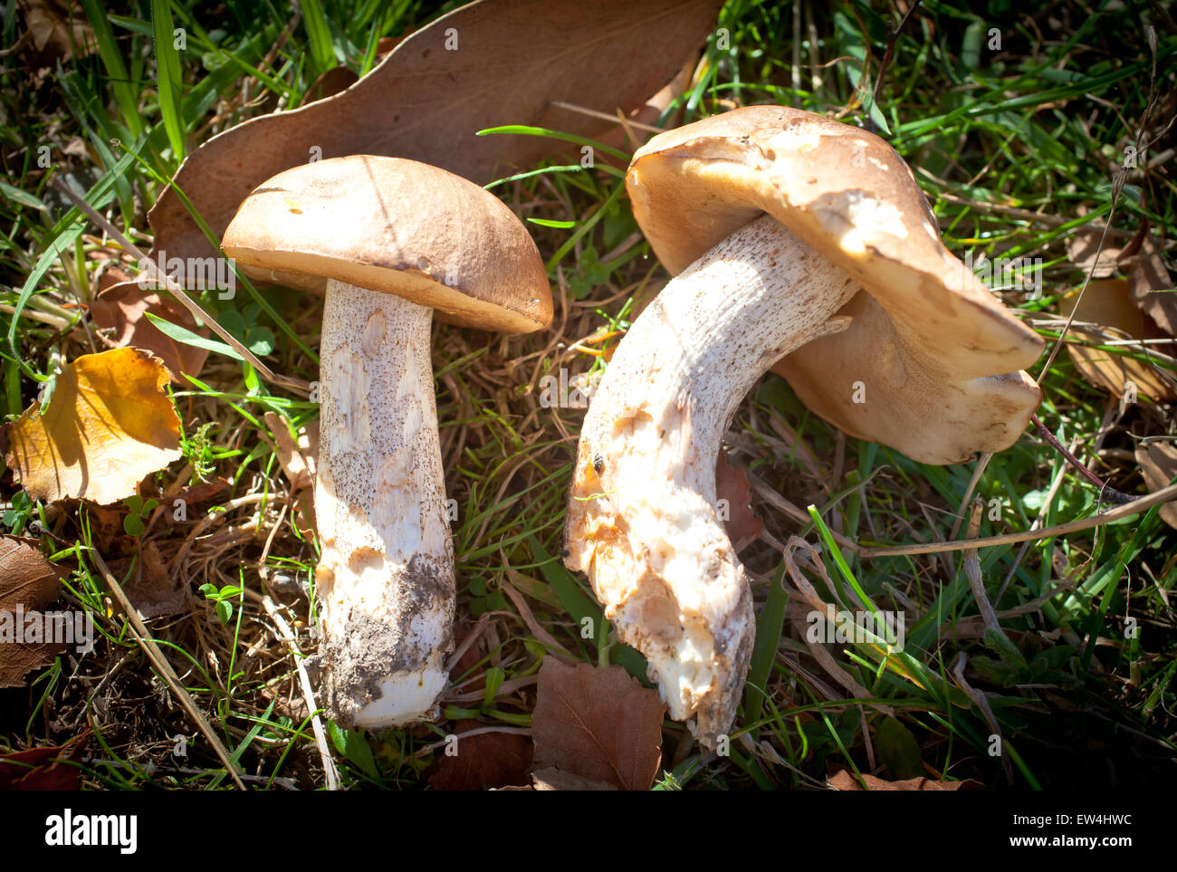 Birch Boletes High Resolution Stock Photography and Images - Alamy