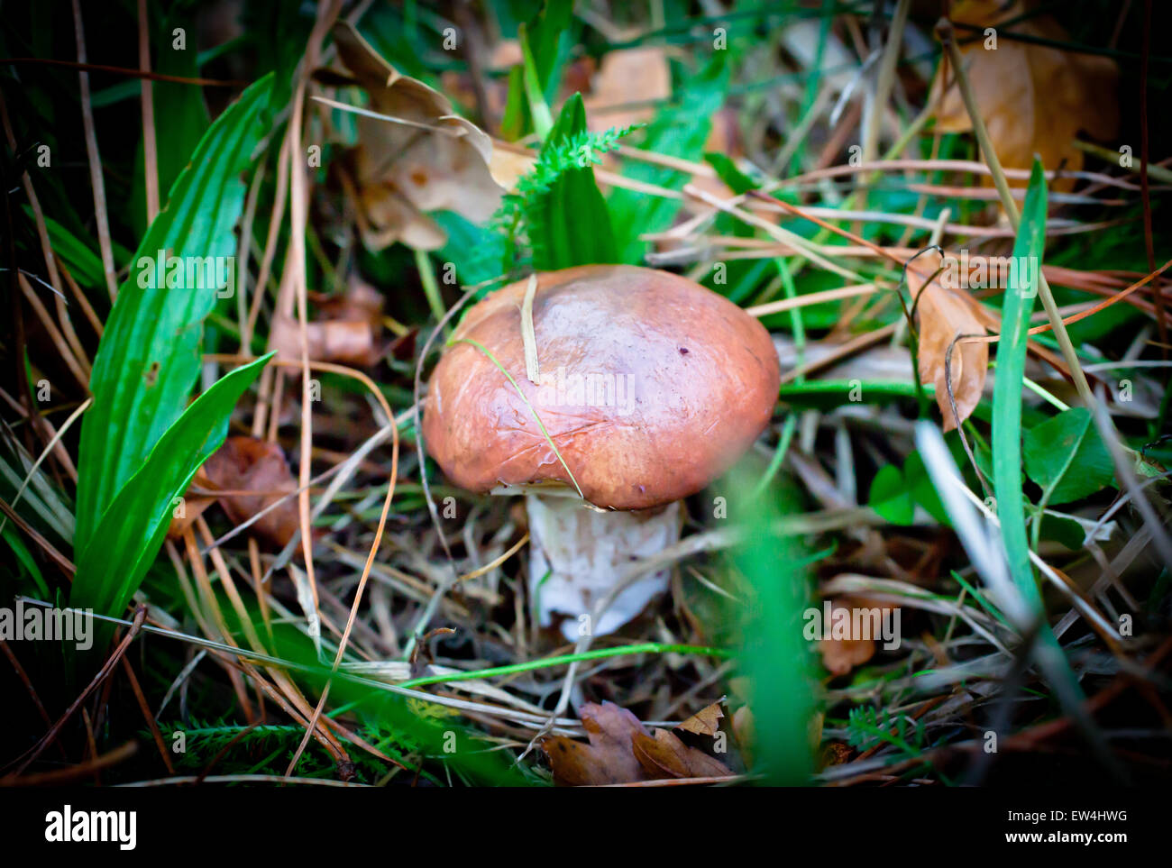 Sticky bolete hi-res stock photography and images - Alamy