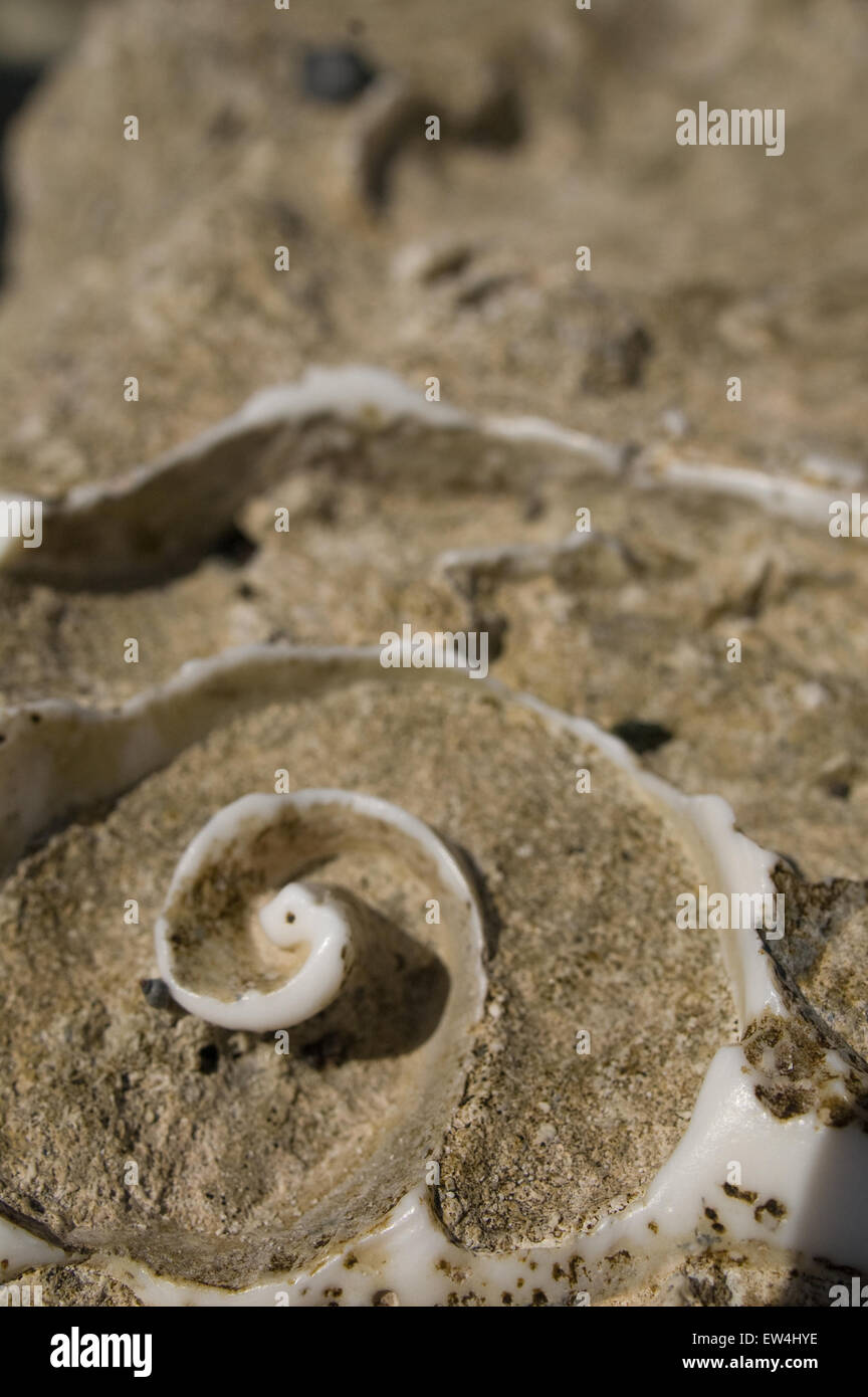 Sea shell on a beach of tan sand, macro seashell Stock Photo - Alamy