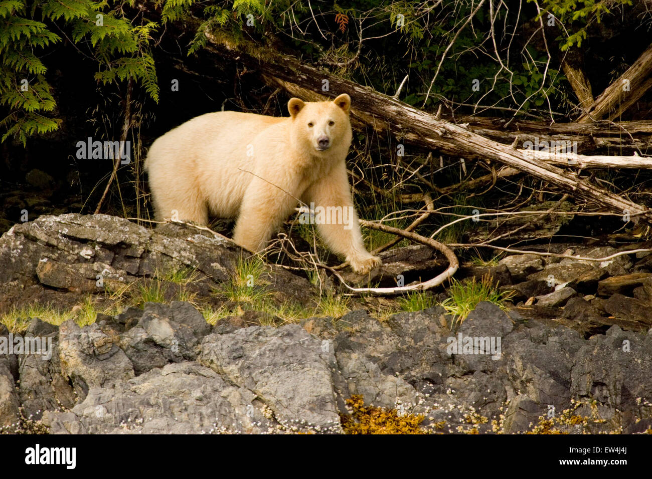 Great Bear Rainforest British Columbia Stock Photo - Alamy