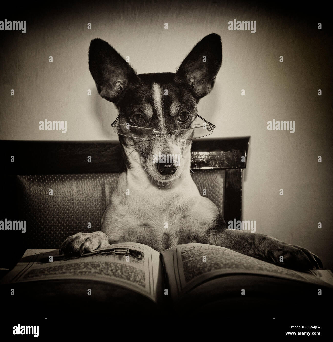 Studio portrait of Jack Russell Terrier staring at camera Stock Photo ...