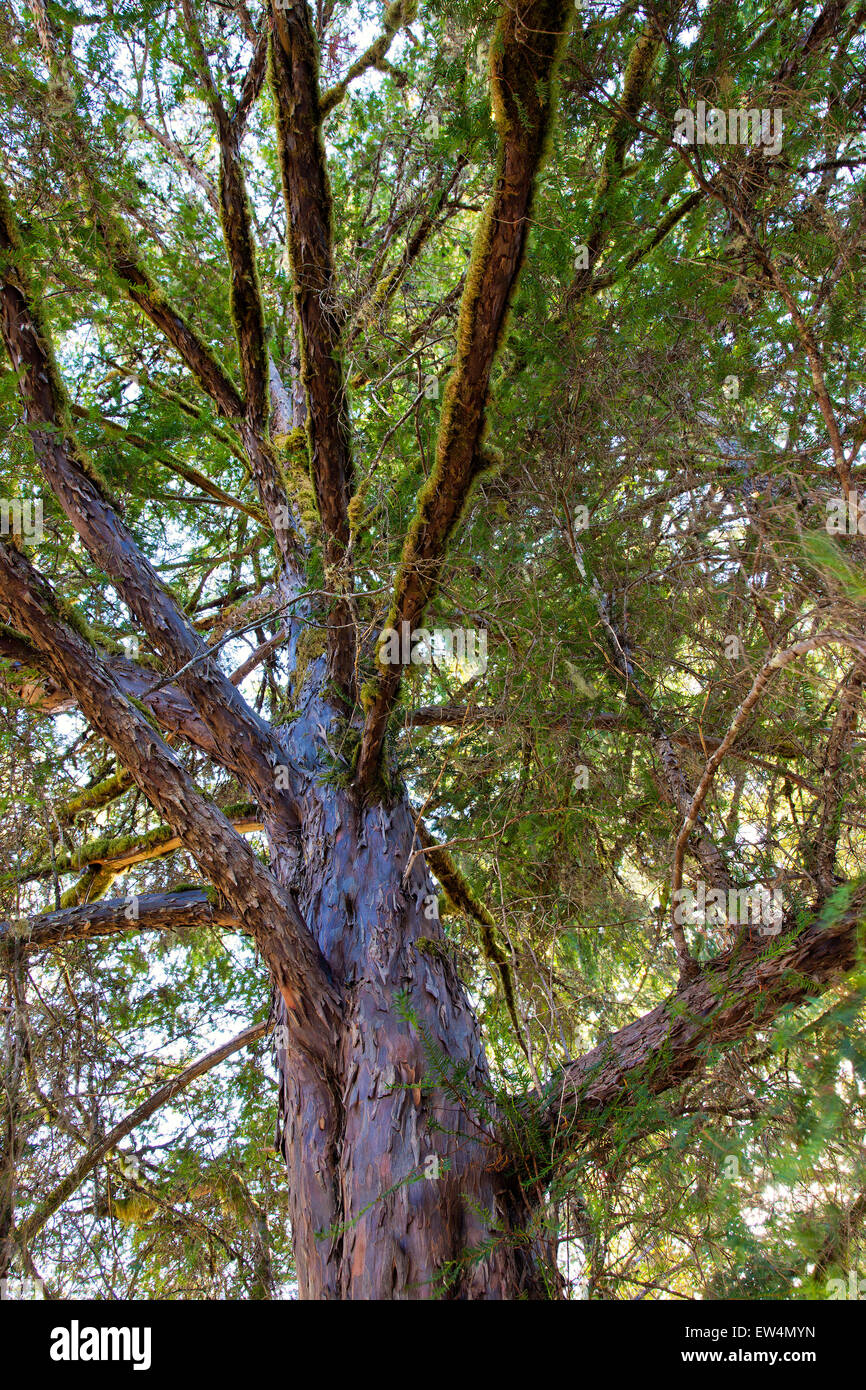 Looking up trees pacific hi-res stock photography and images - Alamy