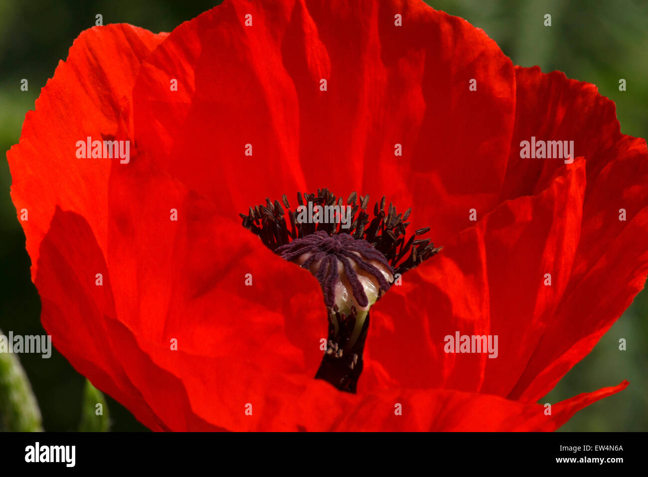 Poppy flower hi-res stock photography and images - Alamy