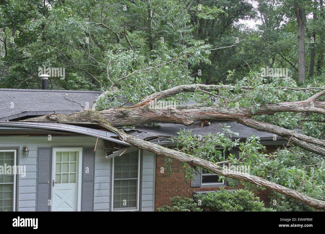 Oak tree damage hi-res stock photography and images - Alamy