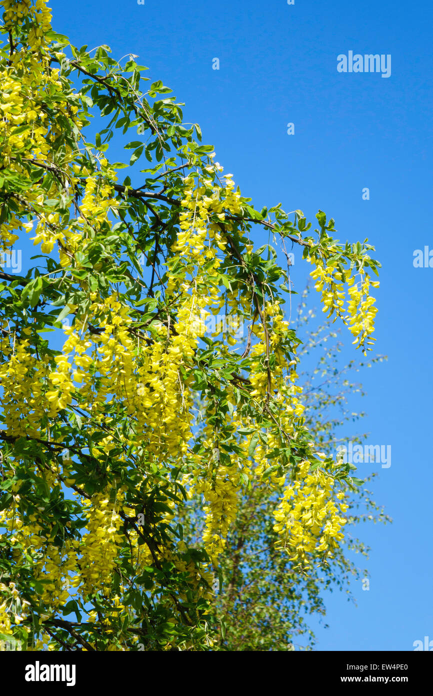 Laburnum alpinum flowers hi-res stock photography and images - Alamy
