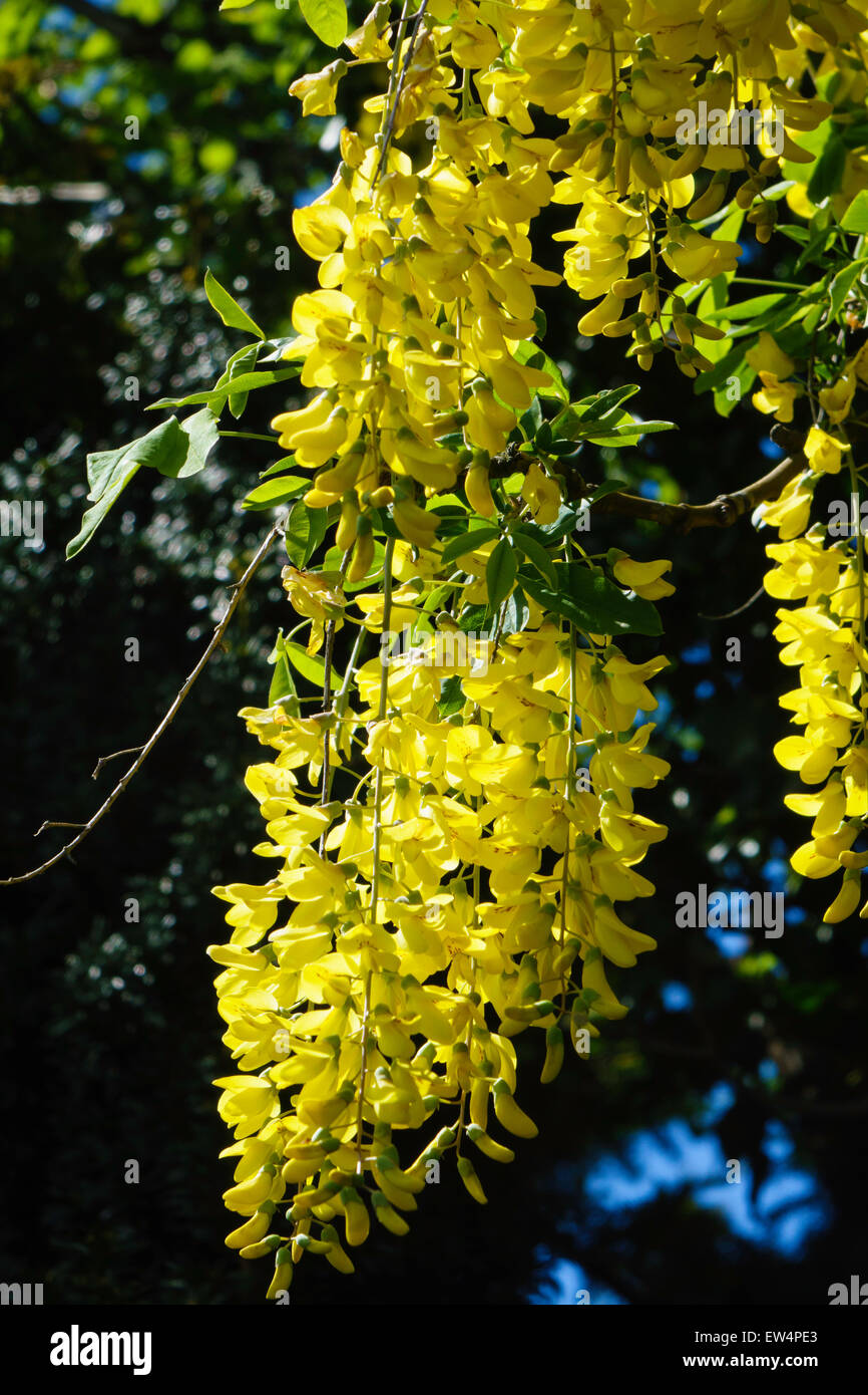 Laburnum alpinum flowers hi-res stock photography and images - Alamy