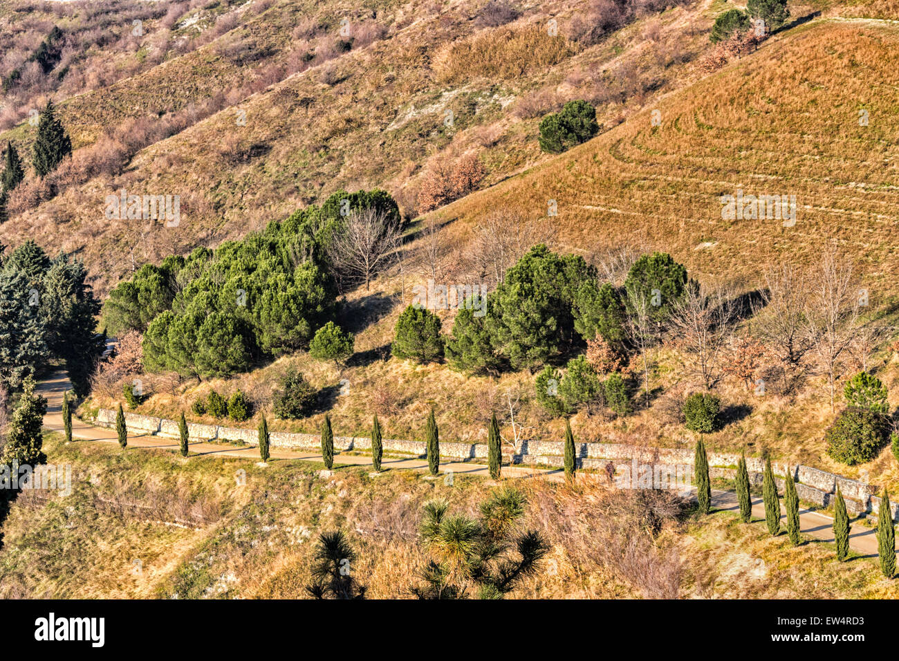 Path lined with cypress trees hi-res stock photography and images - Alamy