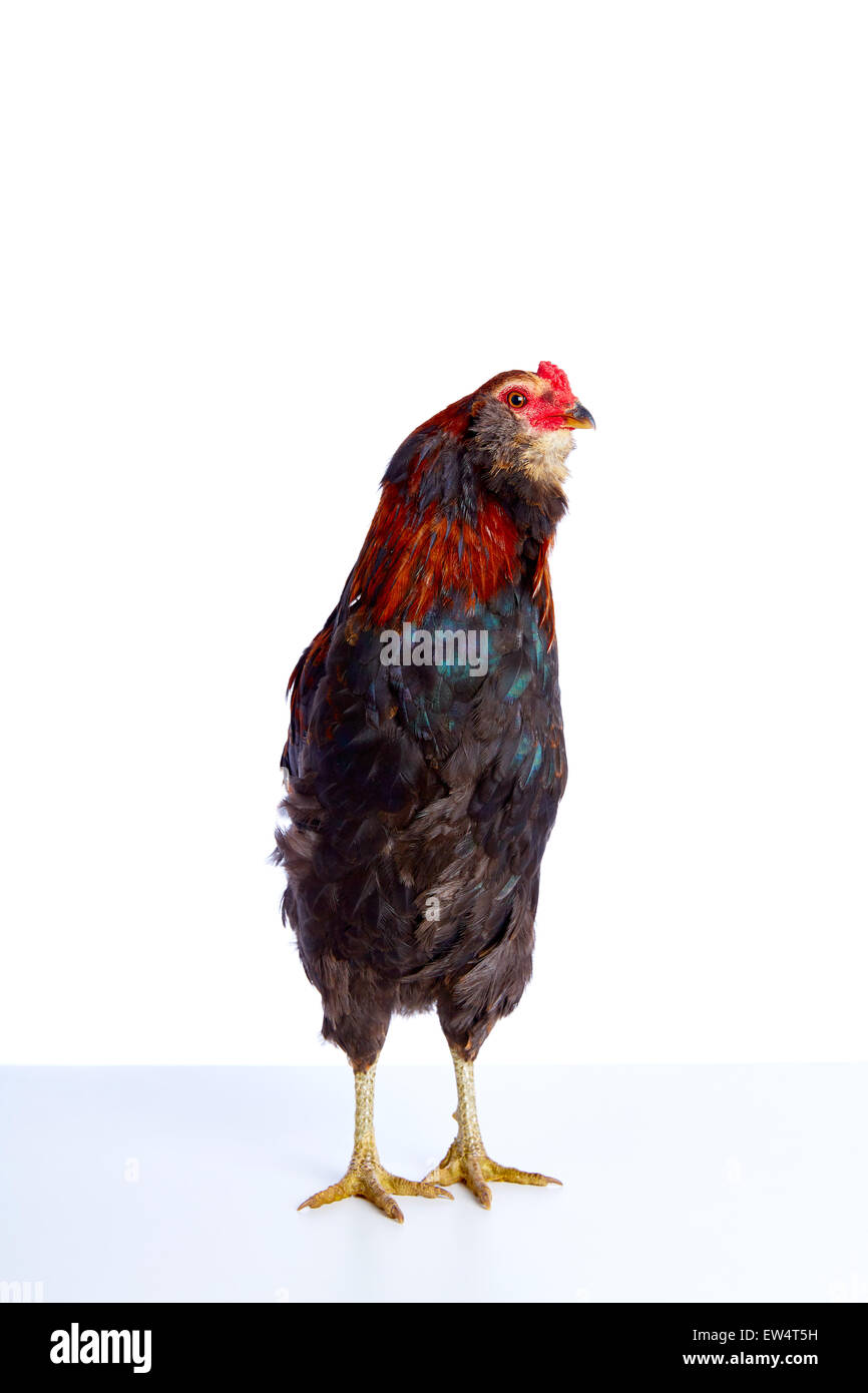 Male Rooster Araucana Easter egger breed in white background Stock ...