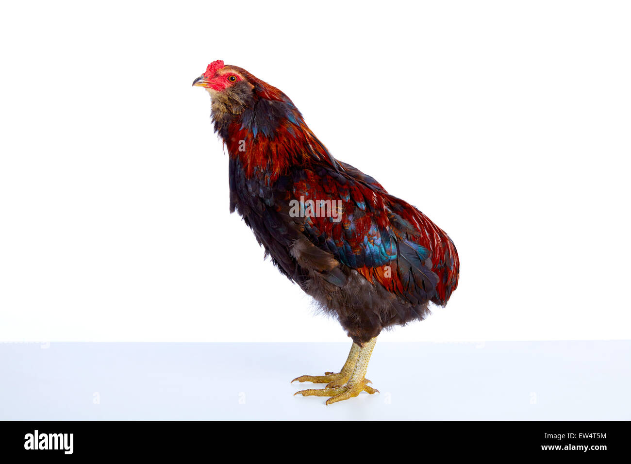 Male Rooster Araucana Easter egger breed in white background Stock ...