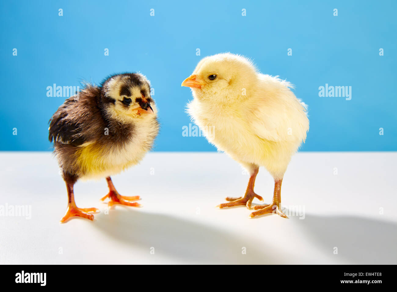chicks couple yellow and black on table with blue background Stock ...