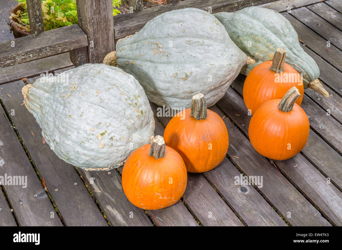 Pumpkins and blue hubbard squash just harvested Stock Photo - Alamy