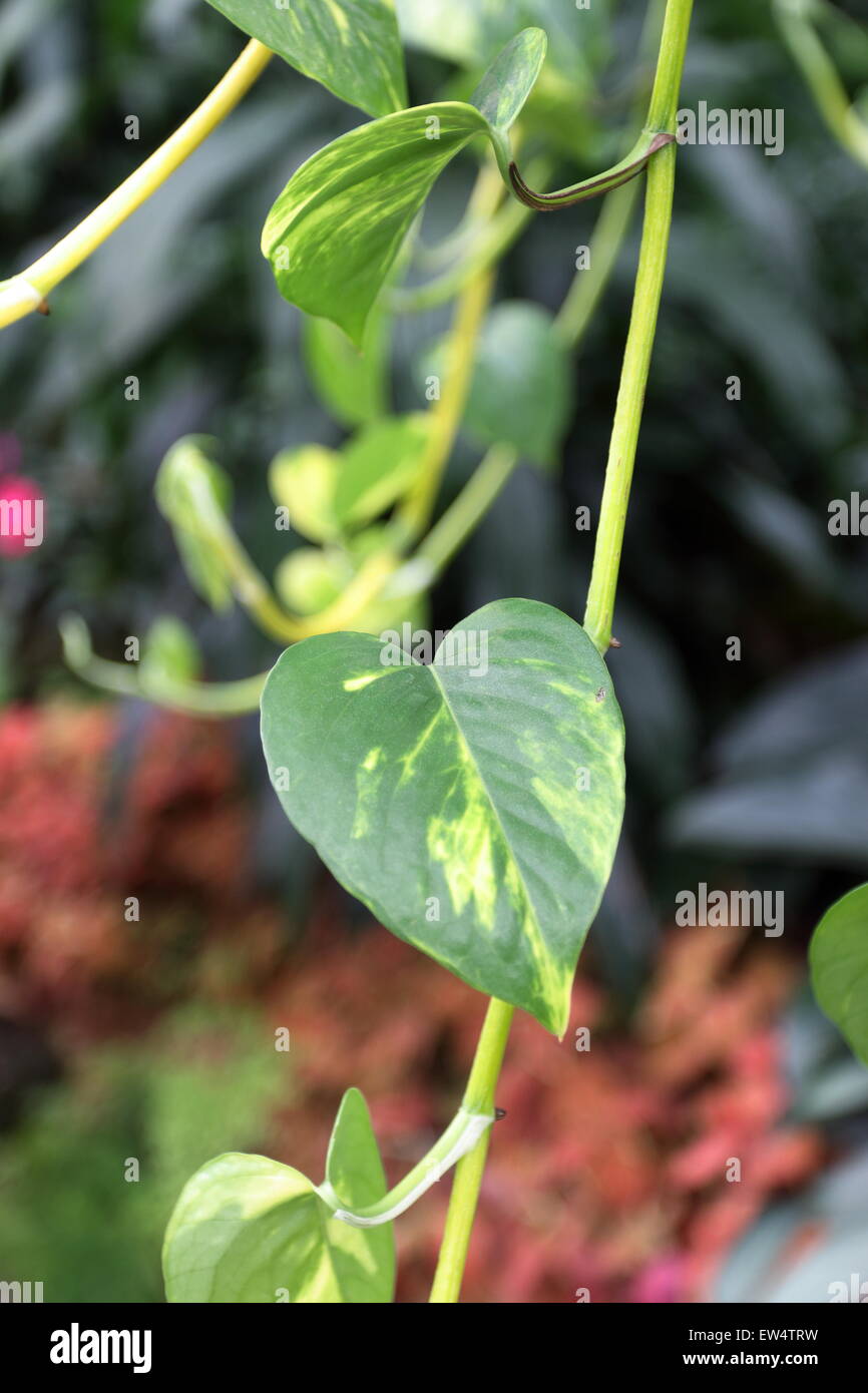 Pothos plant hi-res stock photography and images - Alamy