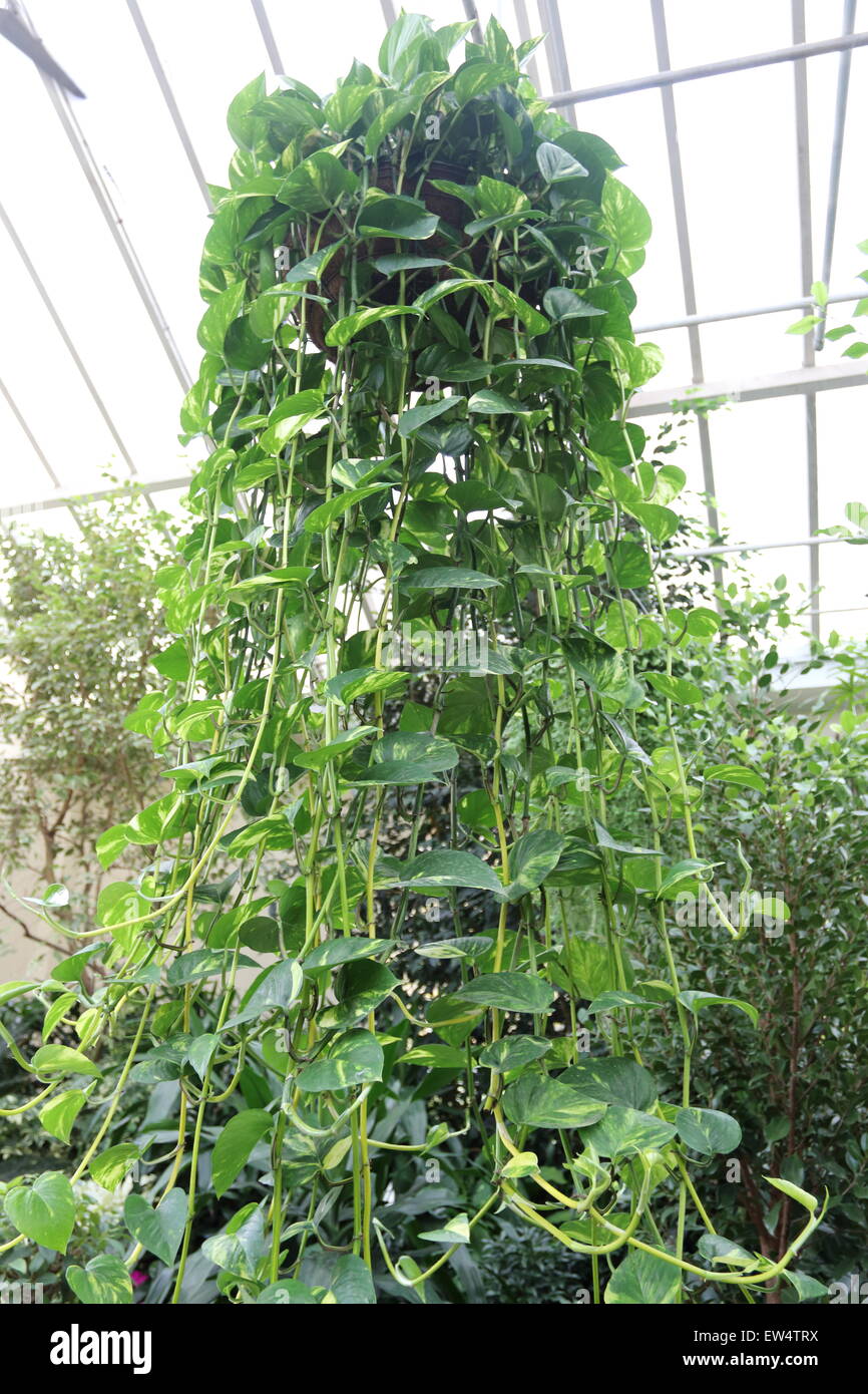 Hanging Epipiremnum Aureum or also known as Golden Pathos or Devil’s ...