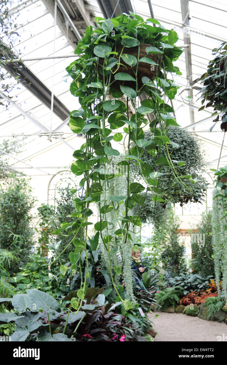Hanging plants indoor hi-res stock photography and images - Alamy