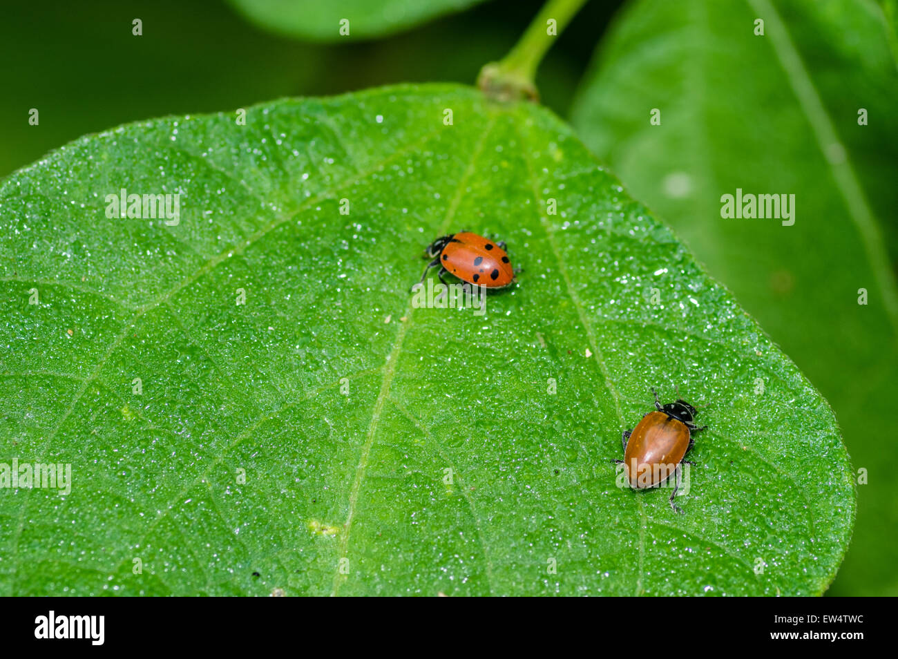 Ladybird Beetle Feeding