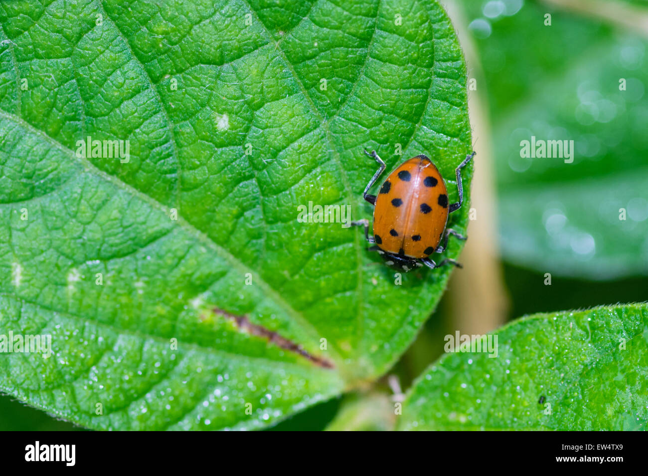 Red lady bug beetles feeding on a green leaf Stock Photo - Alamy