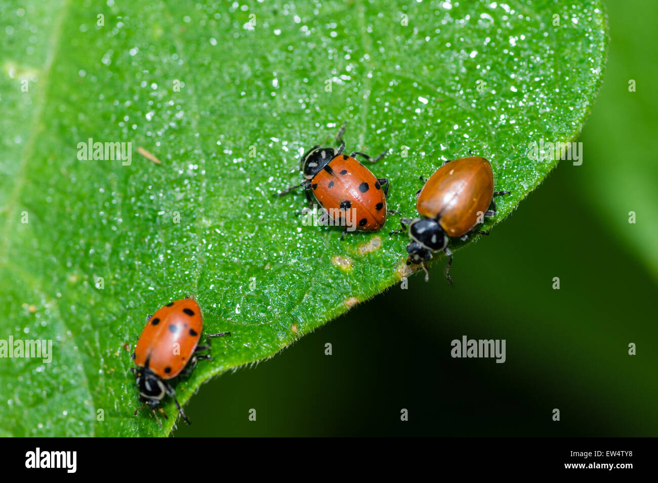 Red lady bug beetles feeding on a green leaf Stock Photo - Alamy