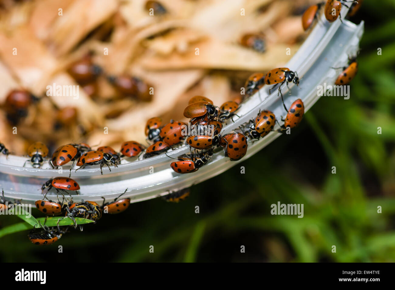Lady bugs hi-res stock photography and images - Alamy