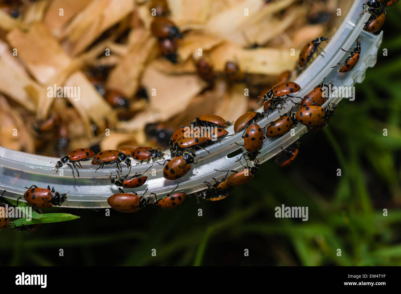 Red Lady Bugs in the garden Stock Photo - Alamy