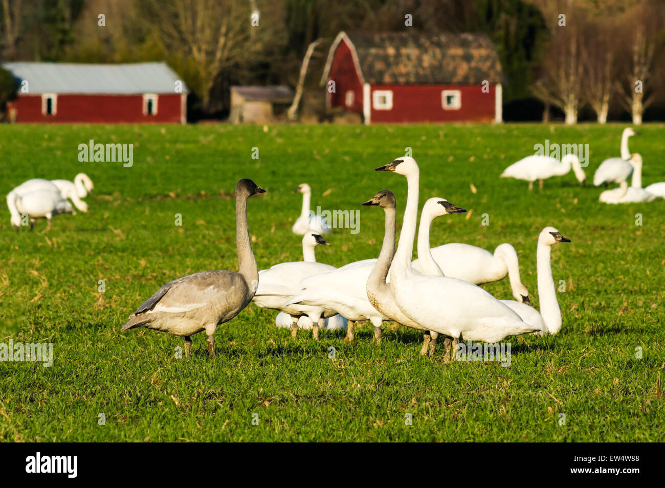 Migratory Pasture Farming High Resolution Stock Photography and Images ...