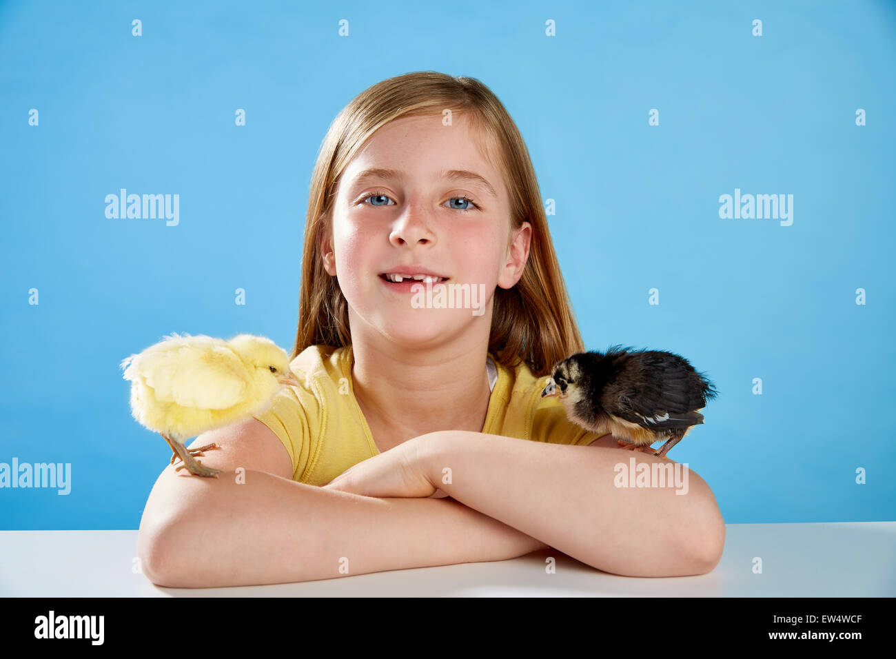 Kid girl with chicks playing on table with blue background Stock Photo ...