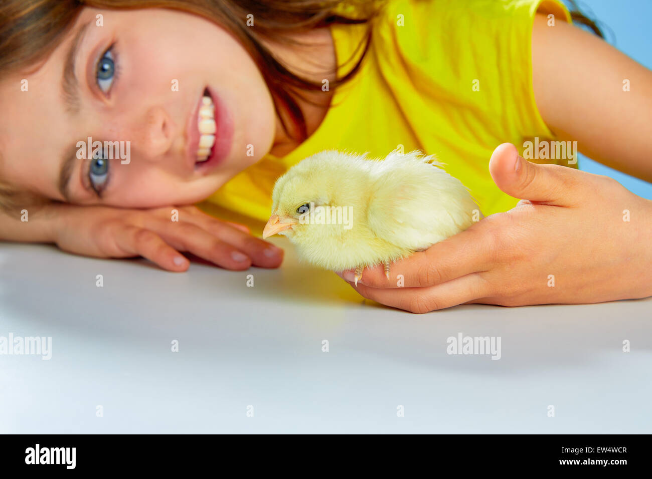 Kid girl with yellow chick playing on table with blue background Stock ...