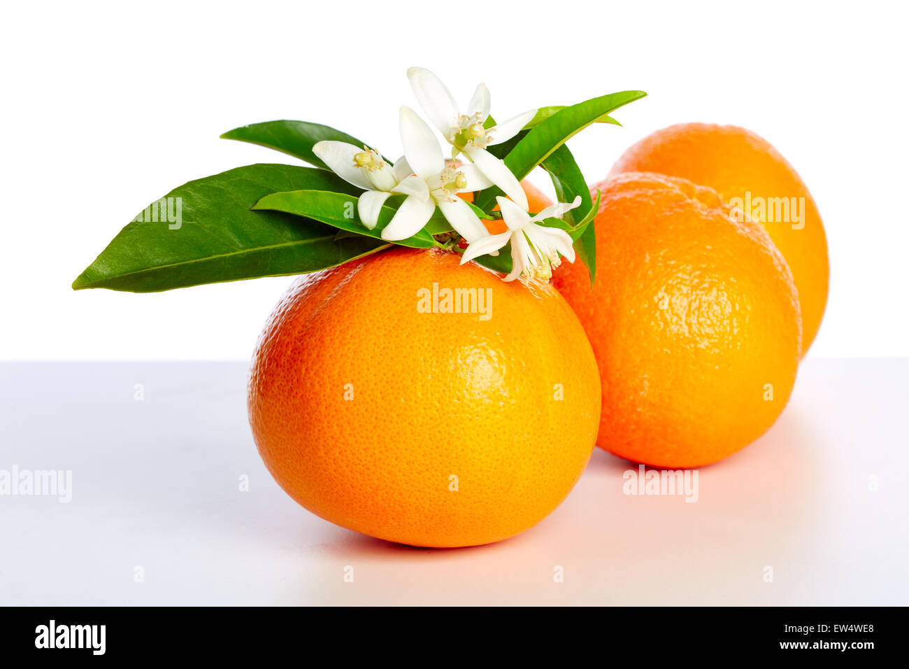 Oranges with orange blossom flowers in spring on white background Stock ...