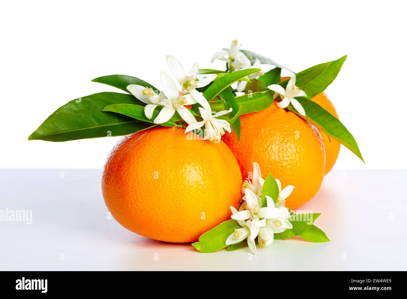 Oranges with orange blossom flowers in spring on white background Stock ...