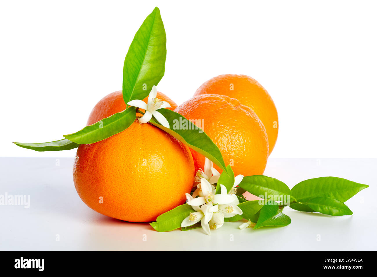 Oranges with orange blossom flowers in spring on white background Stock ...