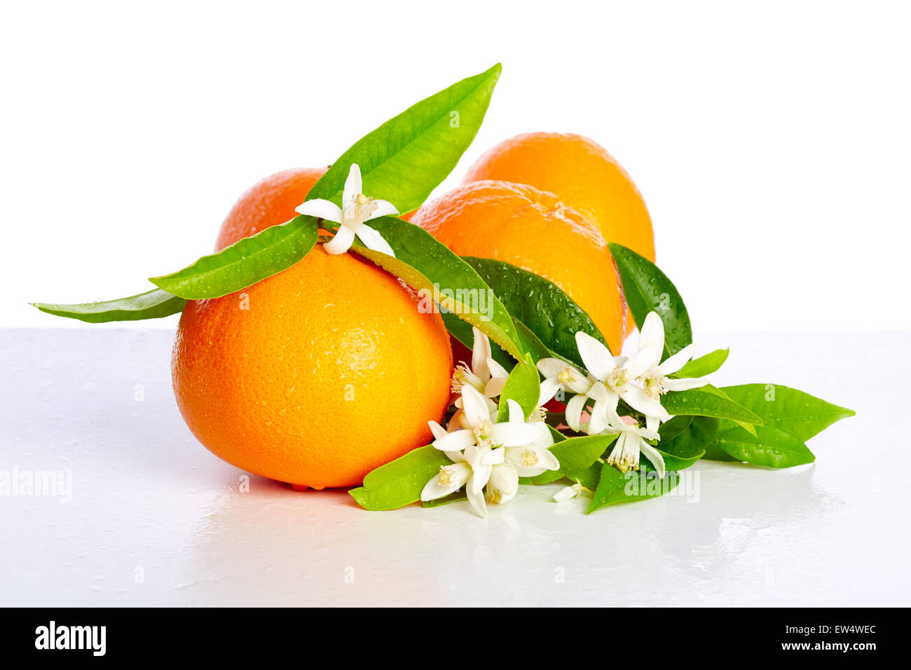 Oranges with orange blossom flowers in spring on white background Stock ...