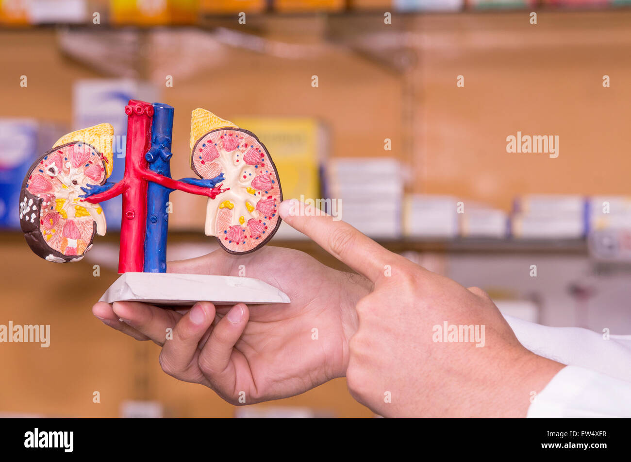 Pharmacists hand holding plastic lungs Stock Photo - Alamy