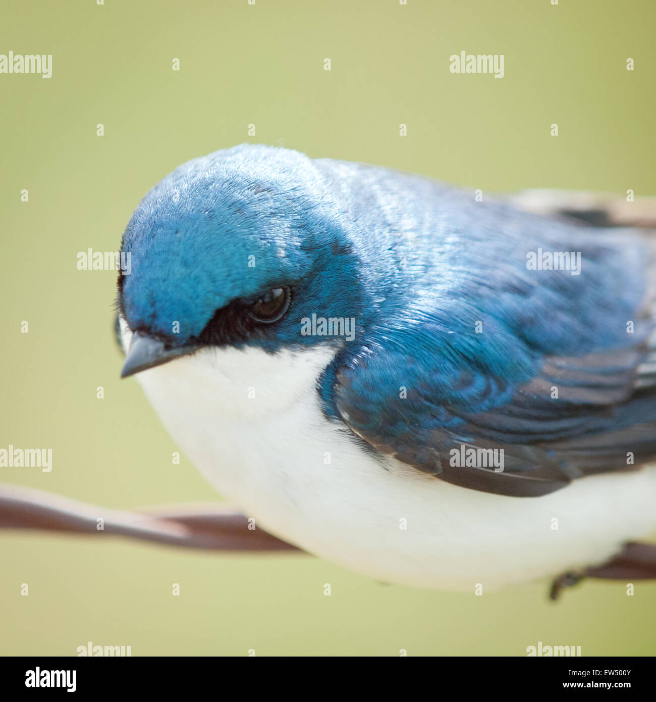 A close-up of a Tree swallow (Tachycineta bicolor) near Tofield ...