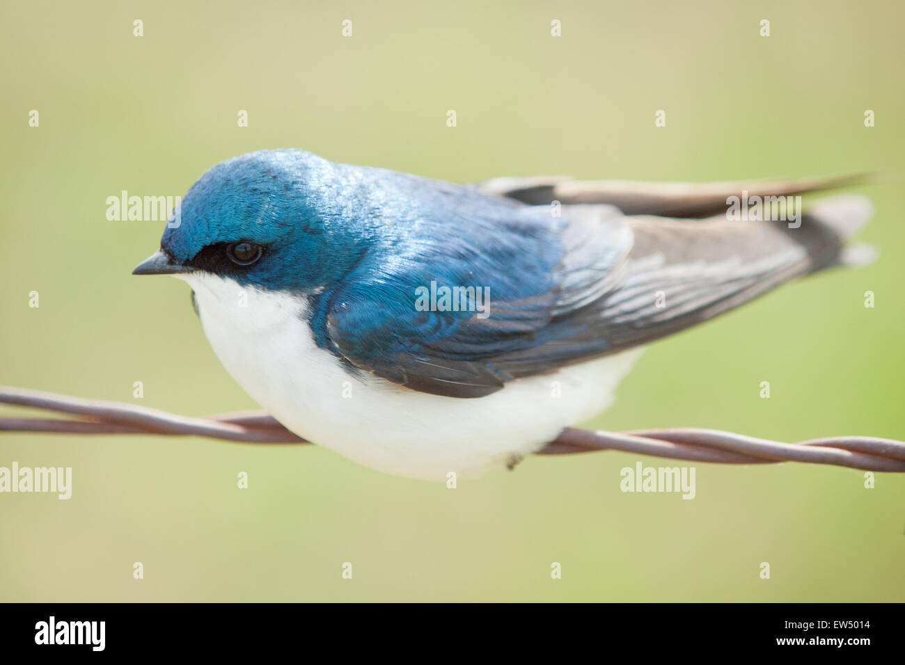 Tree swallow hi-res stock photography and images - Alamy