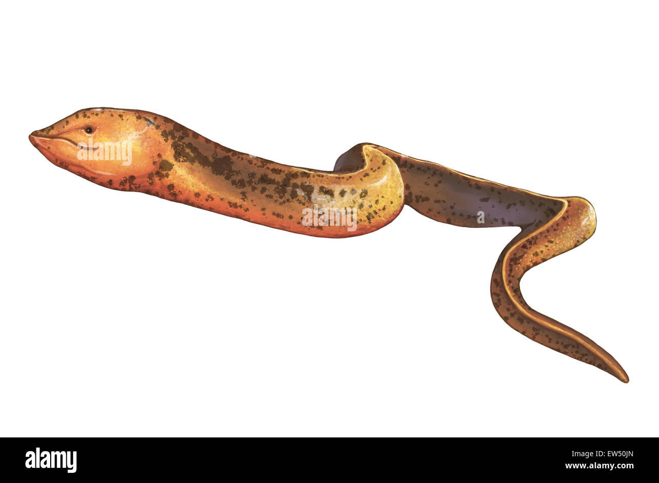 Eel illustration Cut Out Stock Images & Pictures - Alamy