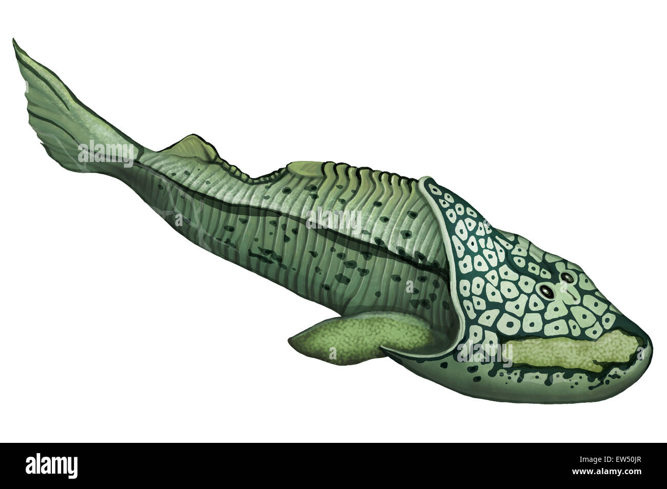 Ostracoderms And Placoderms