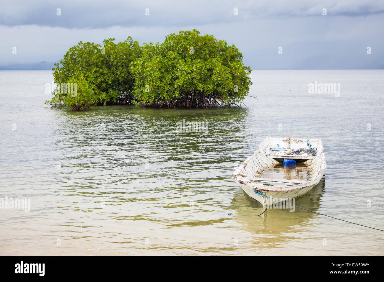Mangrove tree and boat in water Stock Photo - Alamy