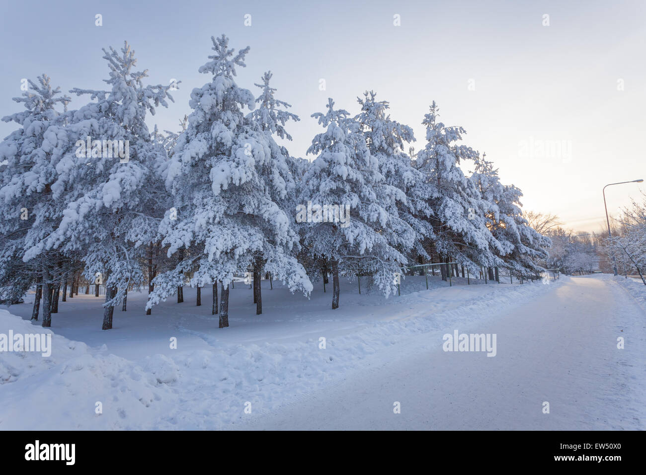 Trees snow and road at sunrise Stock Photo - Alamy