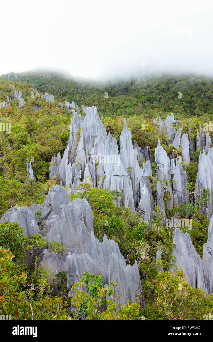 Limestone pinnacles at gunung mulu national park Stock Photo - Alamy