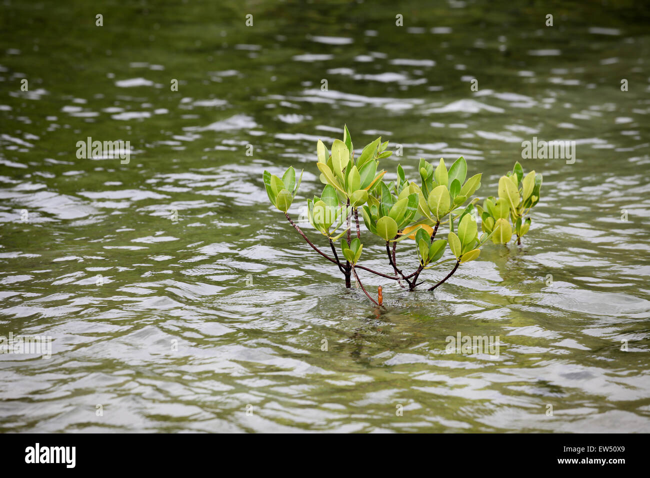 Small mangrove hi-res stock photography and images - Alamy