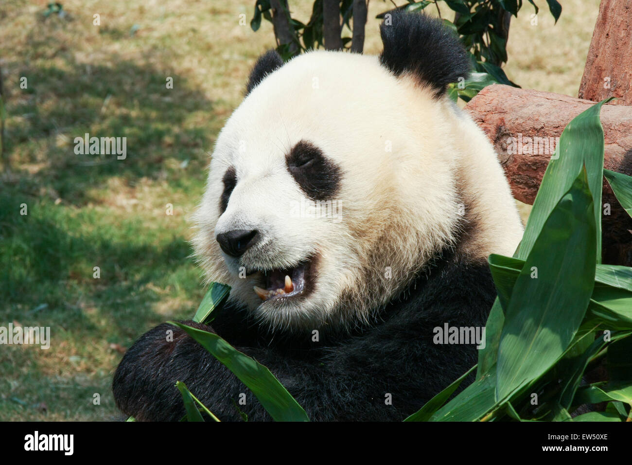 Panda eating bamboo Stock Photo - Alamy