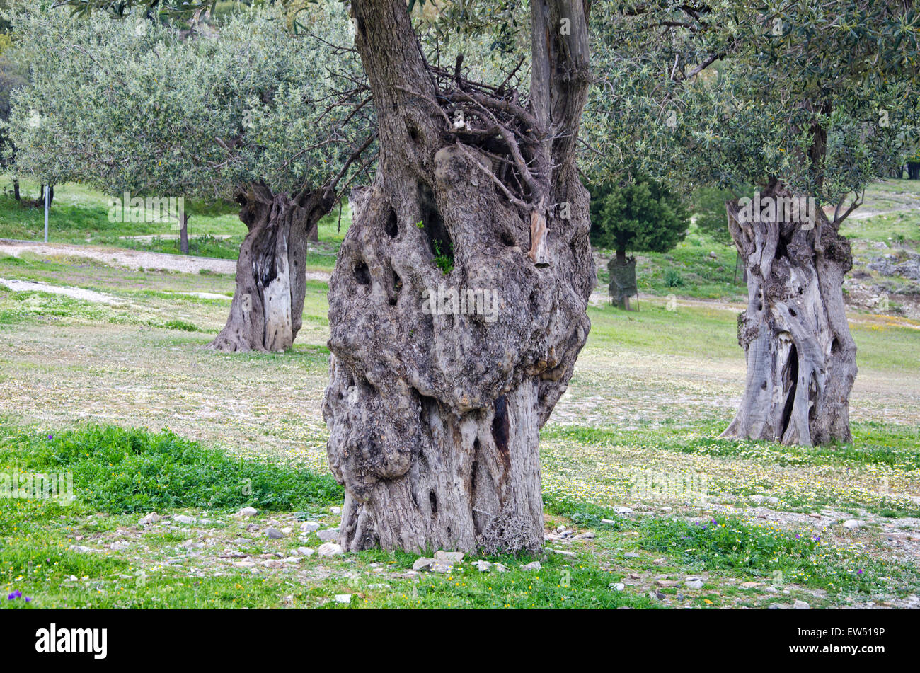 Ancient olive tree trunk hi-res stock photography and images - Alamy