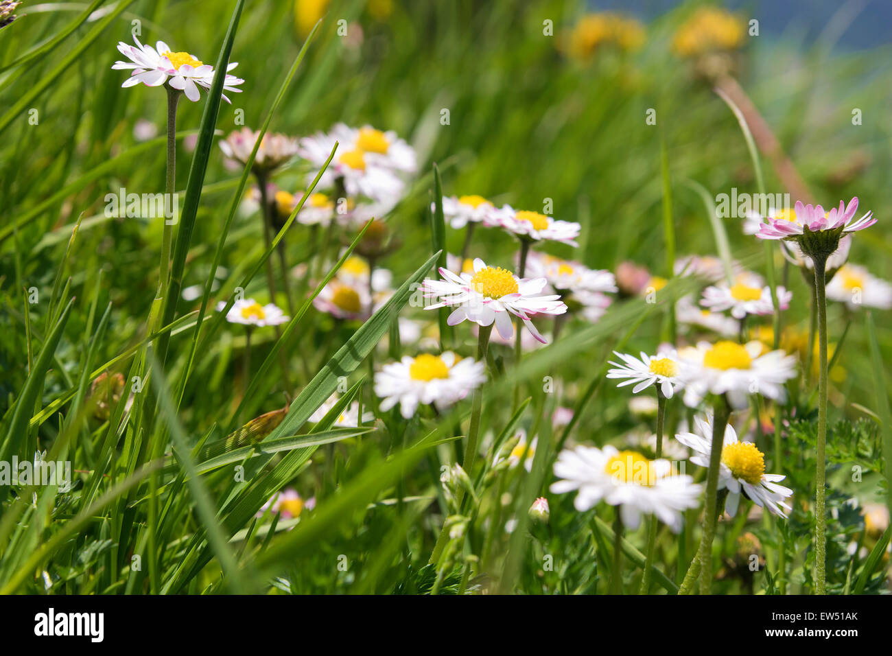 Mountain daisy hi-res stock photography and images - Alamy