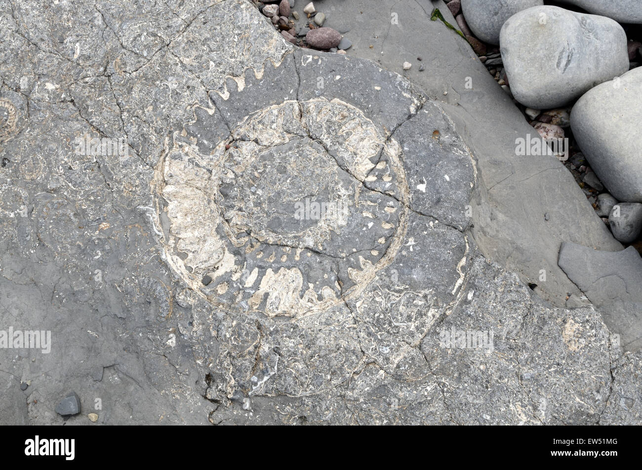 Fossils embedded in rocks Lilstock Beach Kilve Somerset England Stock ...