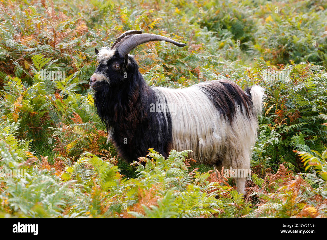 Horned goat hi-res stock photography and images - Alamy