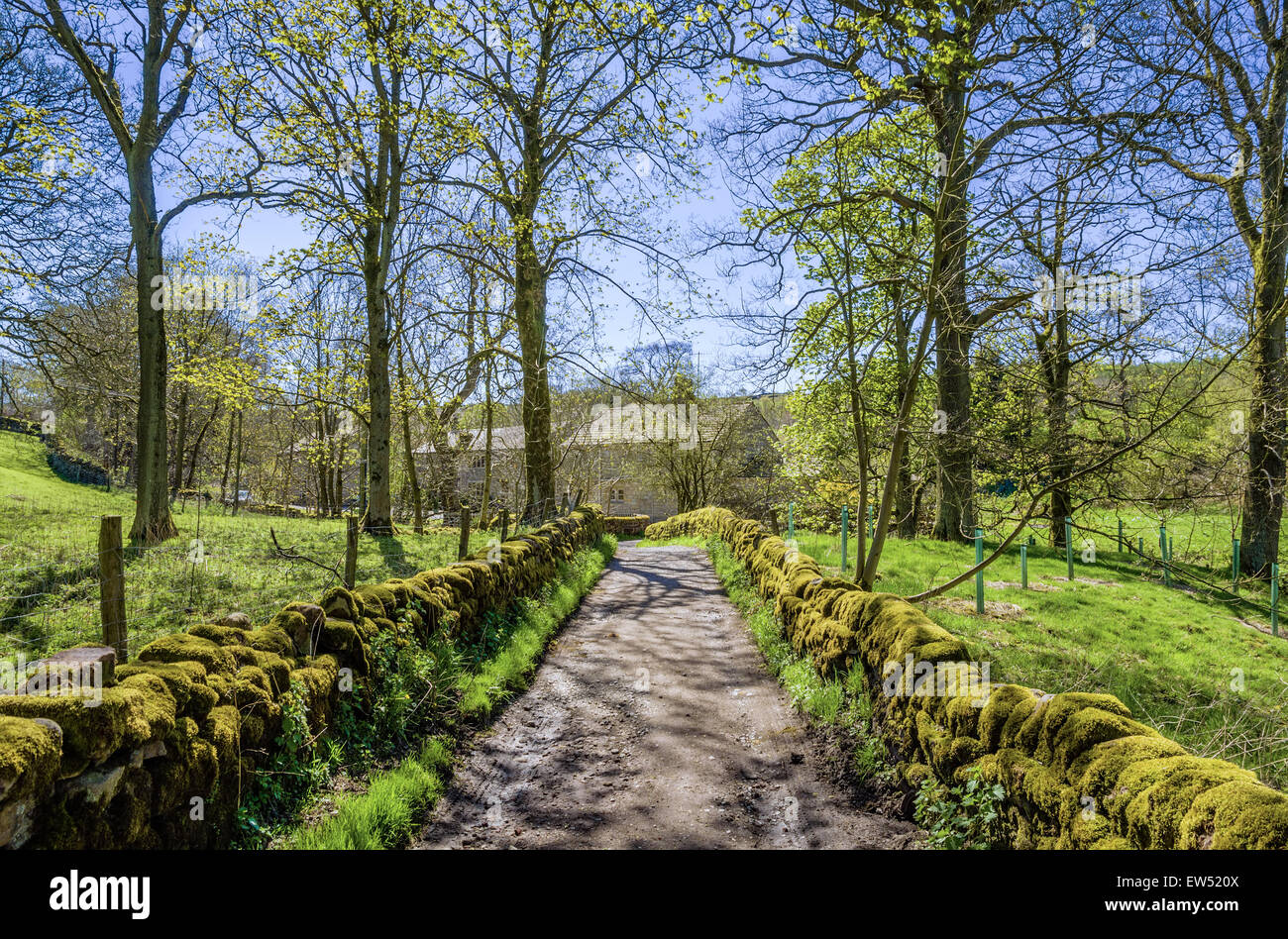 English Country lane in dappled sunlight Stock Photo - Alamy