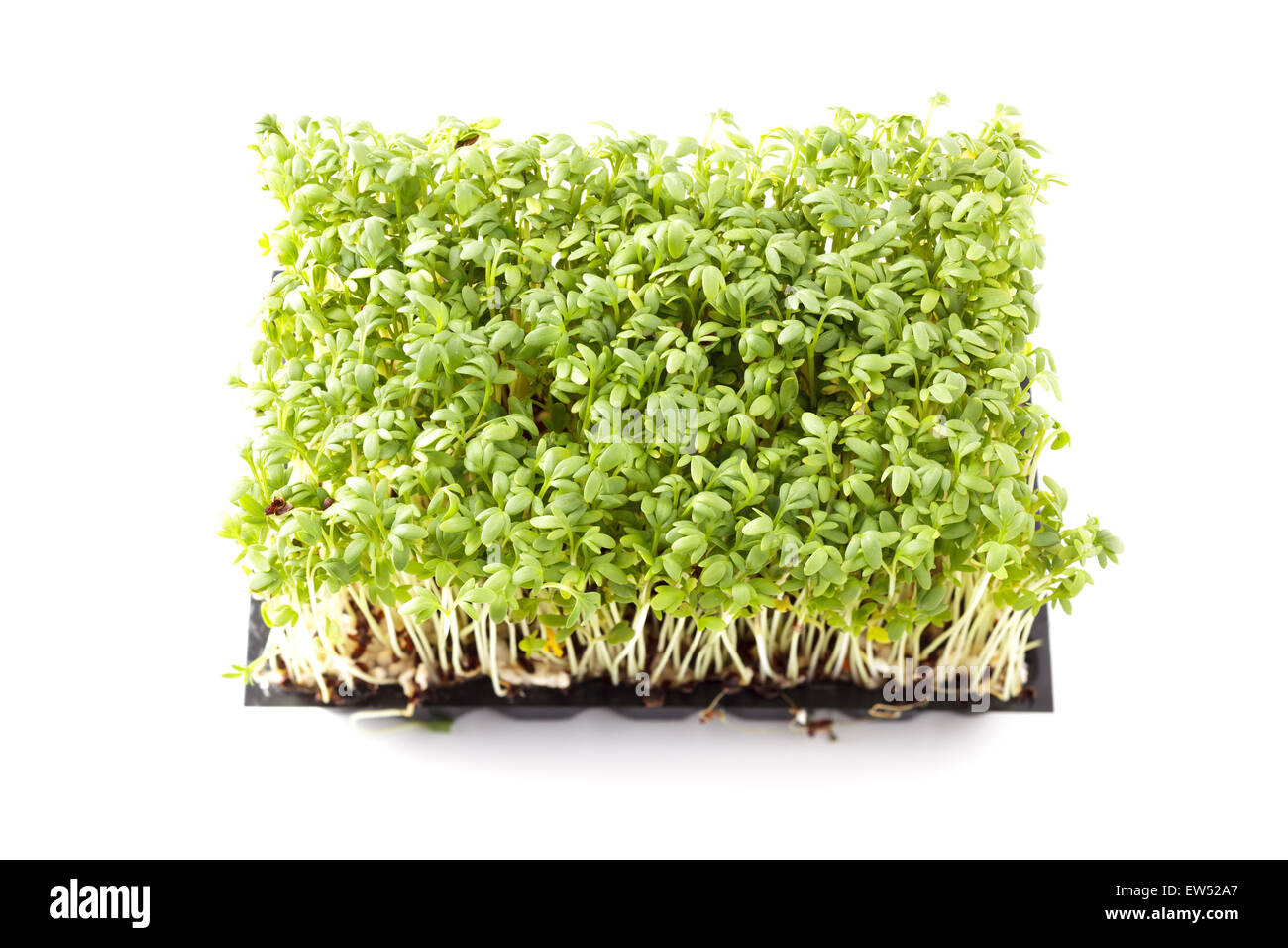 White cress hi-res stock photography and images - Alamy