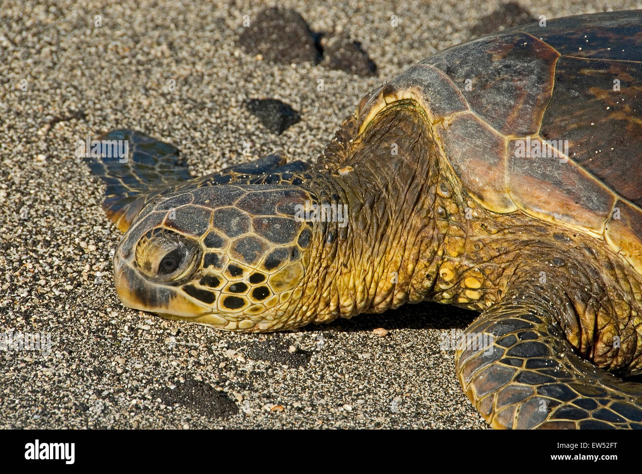 Big adult green sea turtle hi-res stock photography and images - Alamy