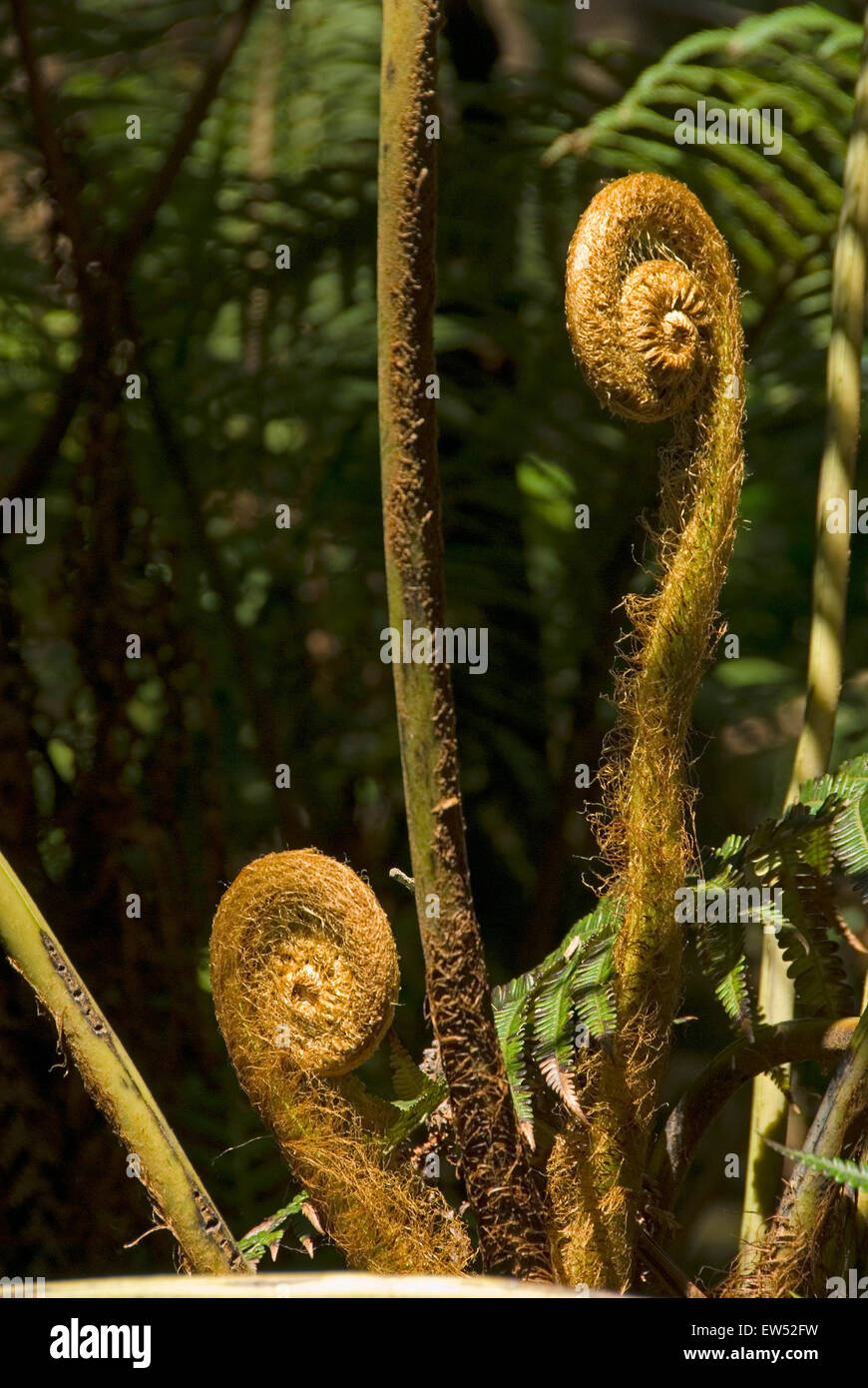 Fern shoots hi-res stock photography and images - Alamy