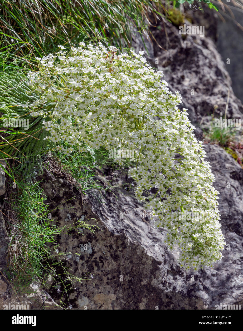 Flowers of the Pyrenean Saxifrage (Saxifraga longifolia), Valle de ...